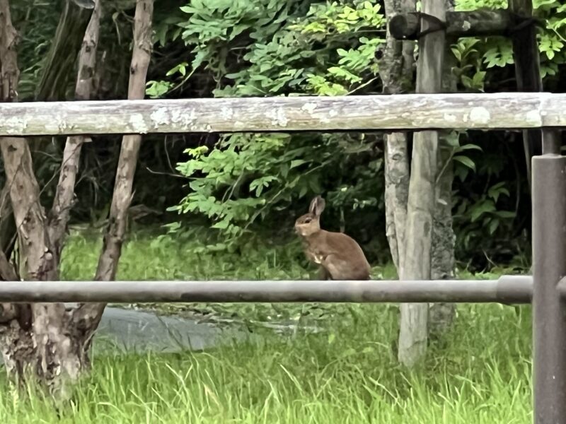 monday | Barnshelf バーンシェルフ