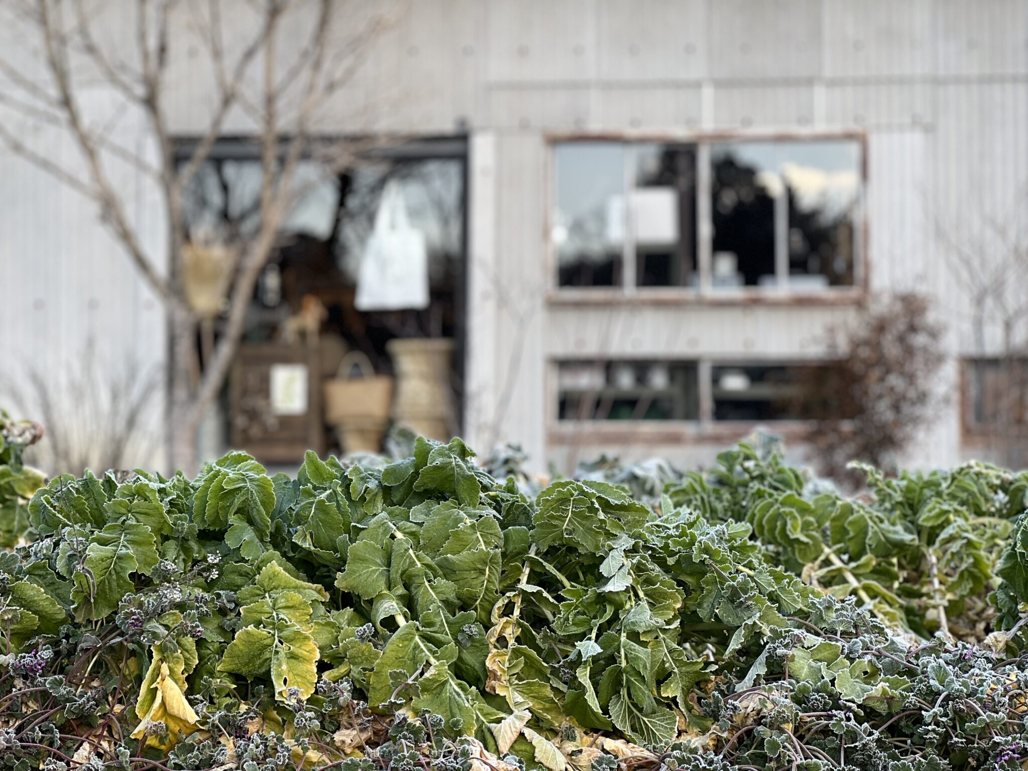 monday | Barnshelf バーンシェルフ